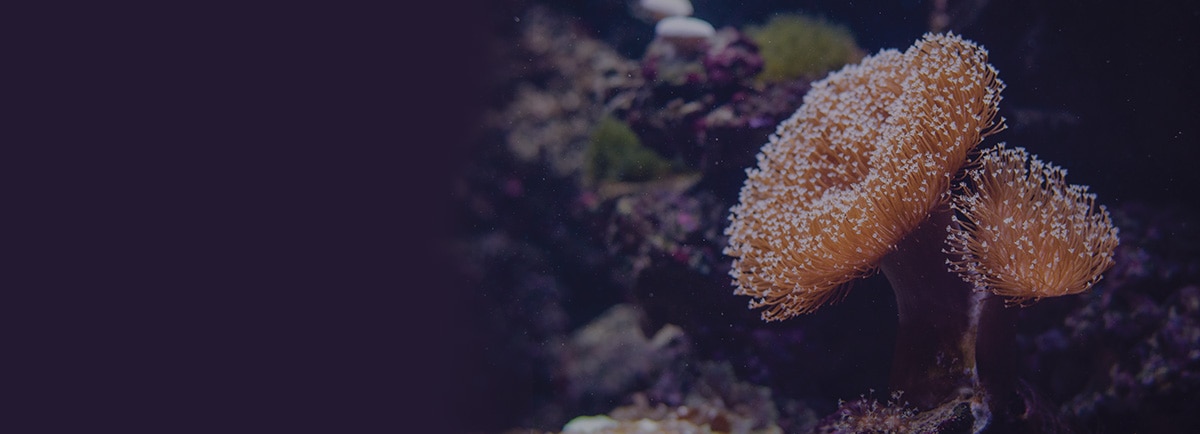 Pet Supplies and Fish Supplies at That Fish Place - That Pet Place