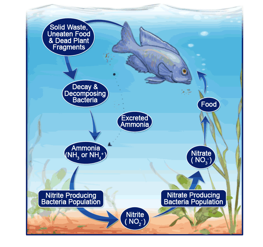 Aquarium Setup: Beginners Guide