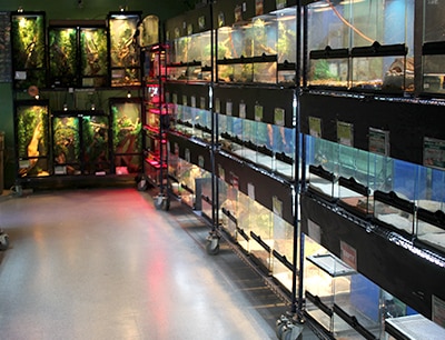 Explore Our Store: Reptile Room