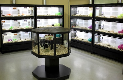 Explore Our Store: Small Pet Corner