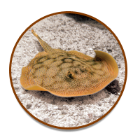 Pirate's Cove Touch Tank