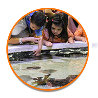 Pirate's Cove Touch Tank