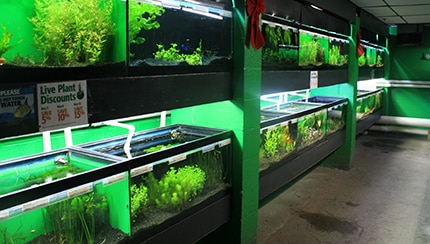 Explore Our Store: Fish Room