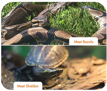 Explore Our Store: Reptile Room