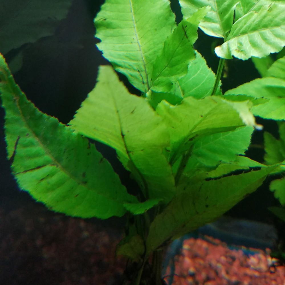 Asian Water Fern - Bolbitis heteroclita