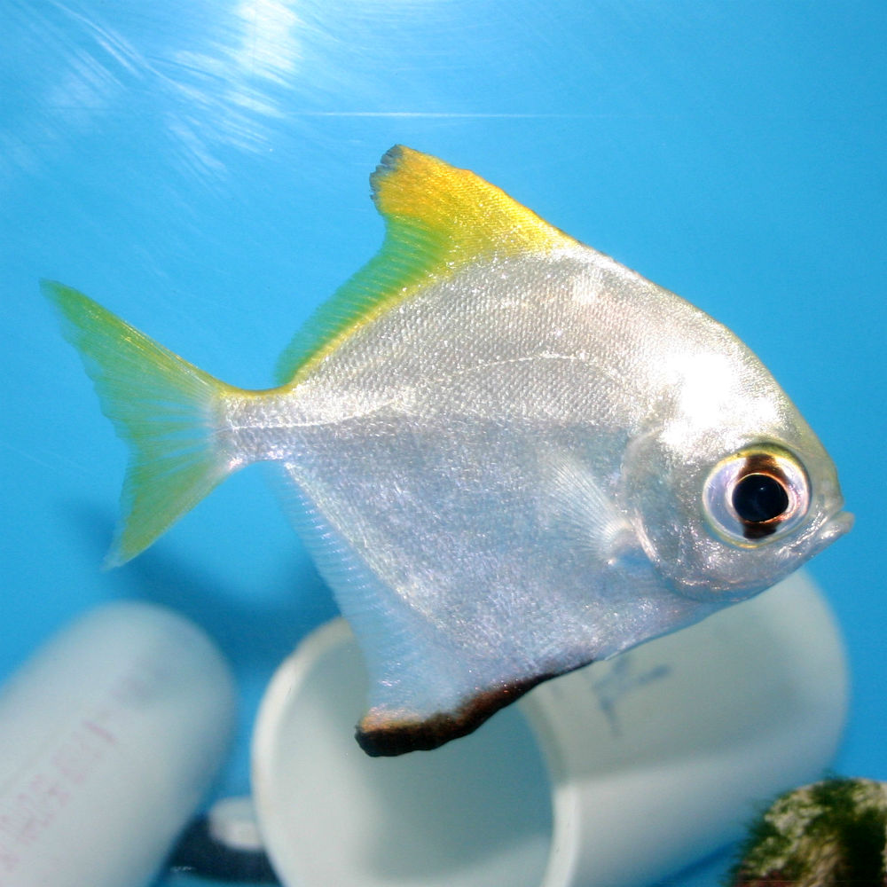 Mono - Monodactylus argentus | ThatPetPlace.com