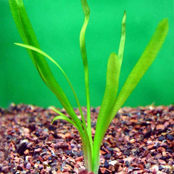 broadleaf sagittaria