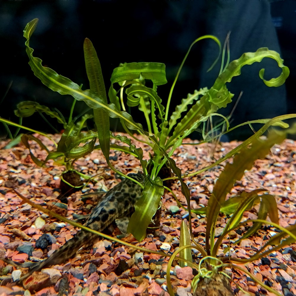 Aponogeton longiplumulosus | That Fish Place