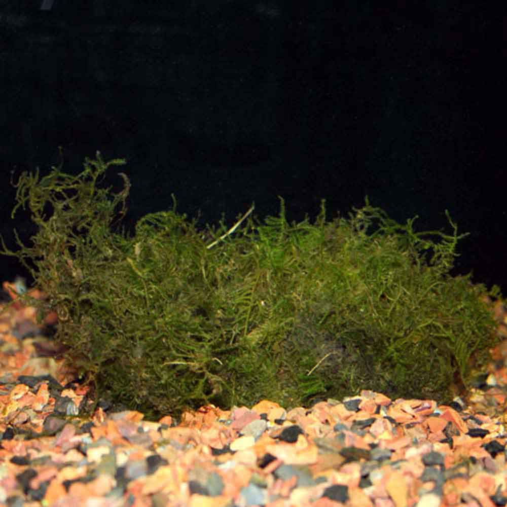 Java Moss - Vesicularia dubyana | That Fish Place