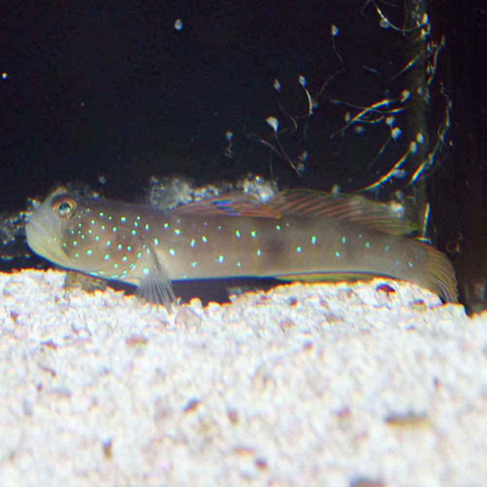 Blue Spot Watchman Goby Cryptocentrus Pavonioides Xlarge