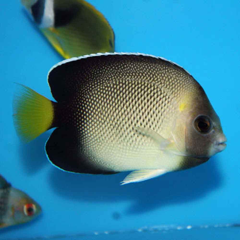Cream Angel - Apolemichthys xanthurus - Large