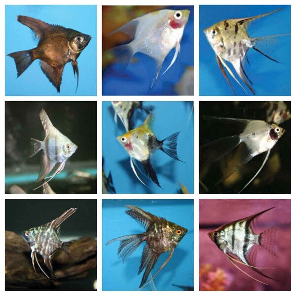 Assorted Fancy Angelfish - Medium/Large | ThatPetPlace.com