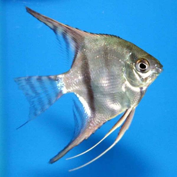 silver angelfish