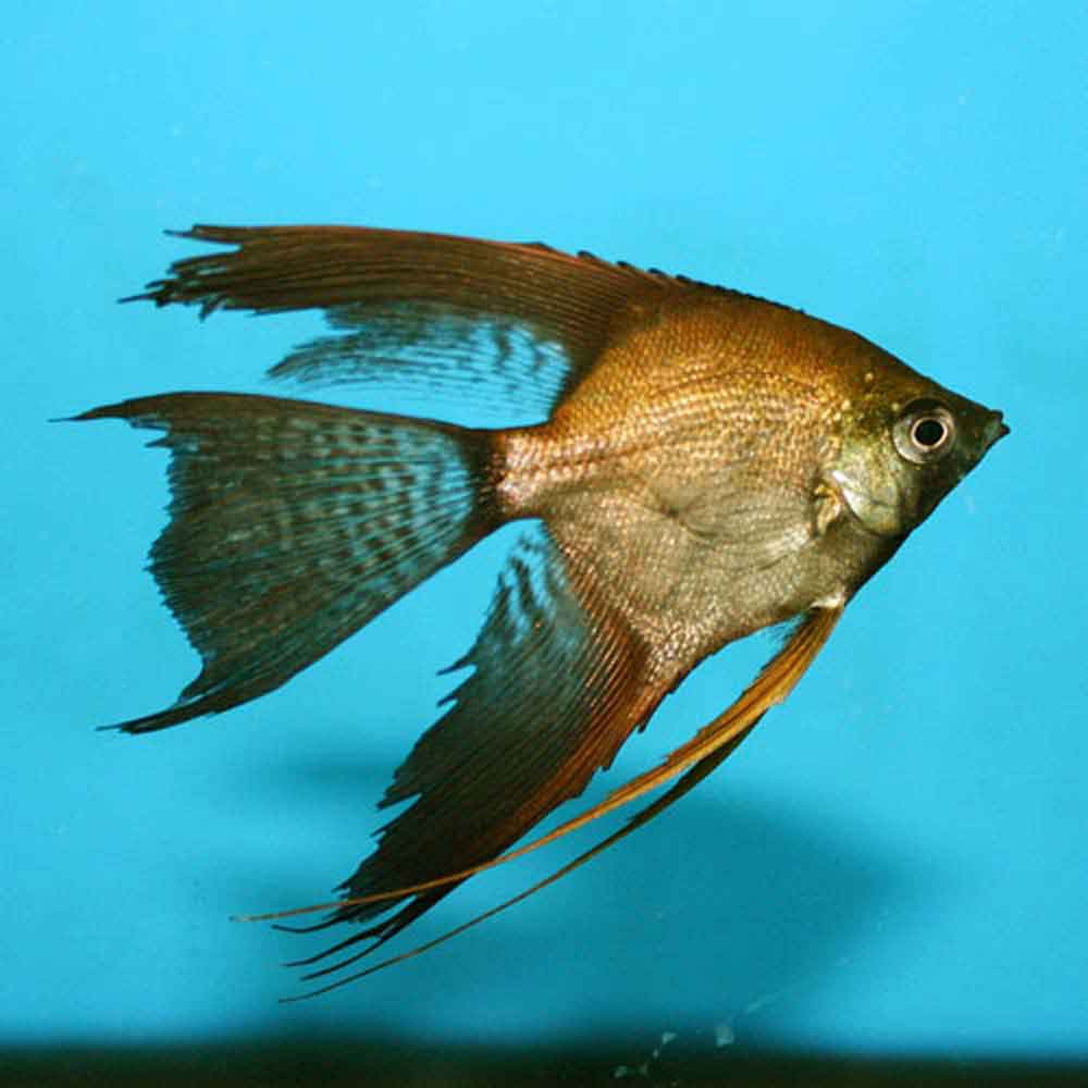 Black Veil Angelfish - Pterophyllum scalare - Small | ThatPetPlace.com