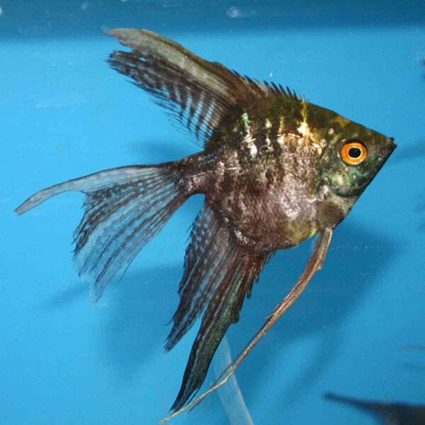 Marble Angelfish - Pterophyllum scalare - Medium