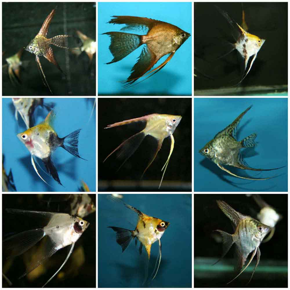 Assorted Veil Angelfish - Small | That Fish Place