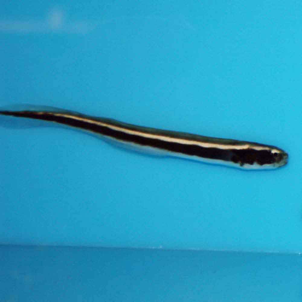 Engineer Goby - Pholidichthys leucotaenia - Small Juvenile