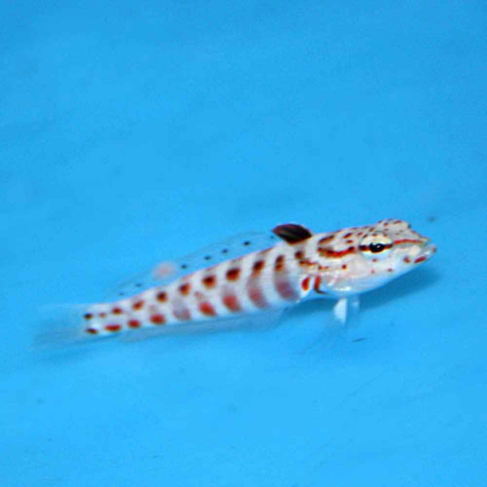 Red-spotted Sandperch - Parapercis schauinslandii