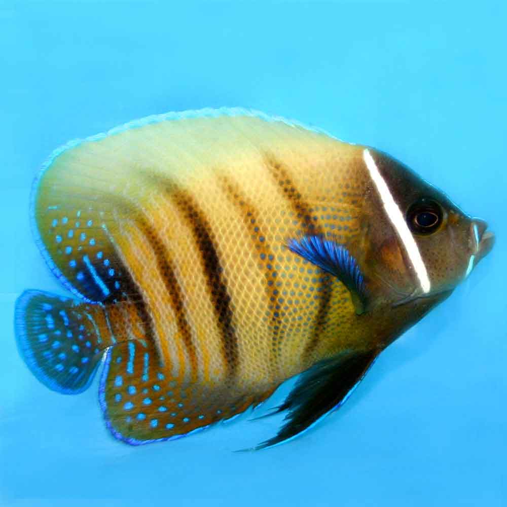 Six Bar Angel - Pomacanthus sexstriatus - Adult | ThatPetPlace.com
