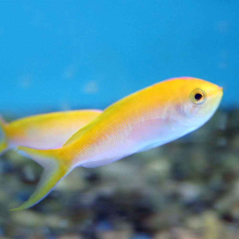 Bartlett's Anthias - Pseudanthias bartlettorum - Male | ThatPetPlace.com