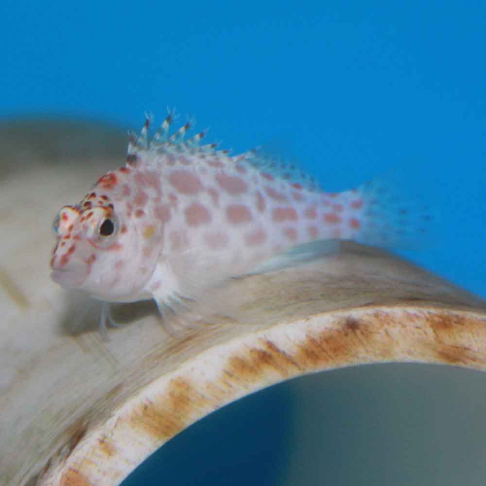 Pixie Hawkfish - Cirrhitichthys oxycephalus - Small/Medium