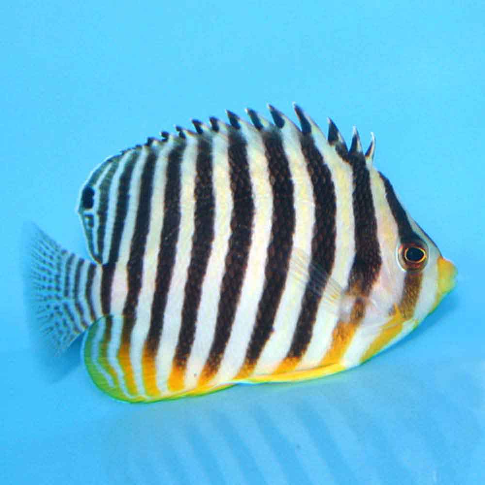 Many-banded Angel - Centropyge multifasciata | ThatPetPlace.com