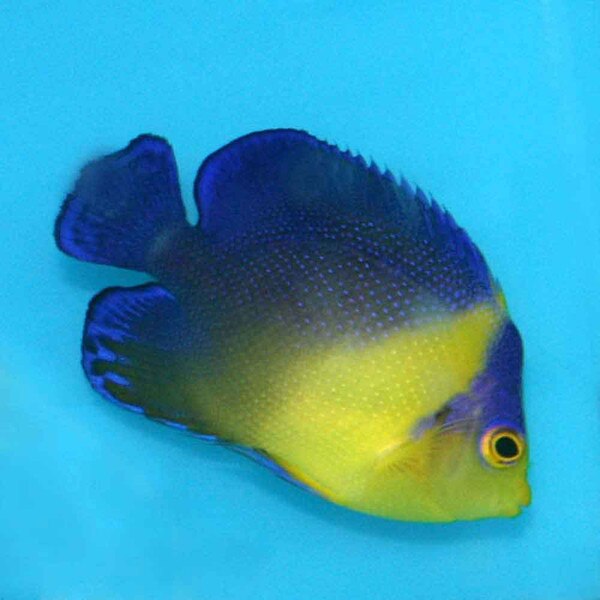 Purple Mask Angel - Sumireyakko venustus | thatpetplace.com