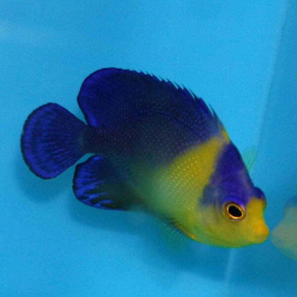 venustus angelfish