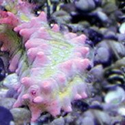 Tigertail Cucumber - Holothuria hilla | That Fish Place