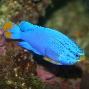 Damselfish - Chromis & Damsel Fish for Your Tank | thatpetplace.com