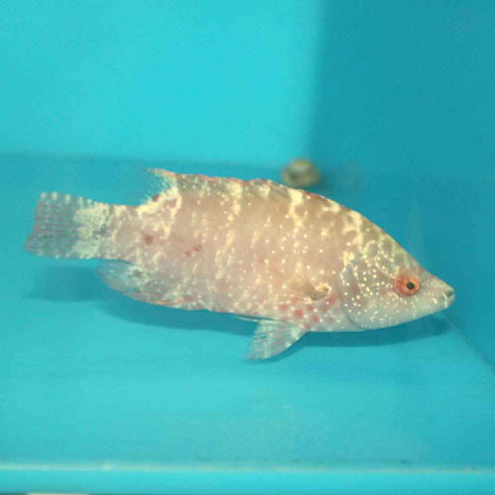 Snooty Wrasse - Cheilinus oxycephalus - Medium