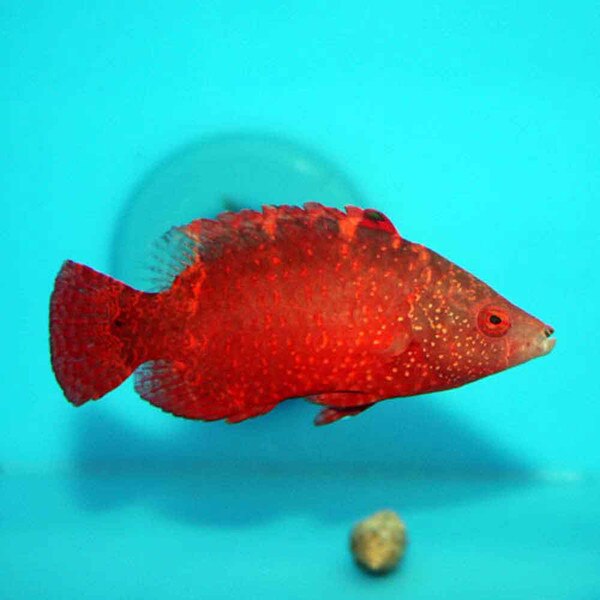 Snooty Wrasse - Cheilinus oxycephalus - Medium