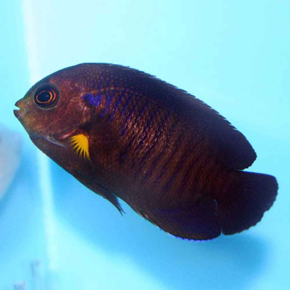 Yellowfin Pygmy Angel - Centropyge flavipectoralis| thatpetplace.com