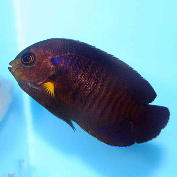 Yellowfin Pygmy Angel - Centropyge flavipectoralis| thatpetplace.com