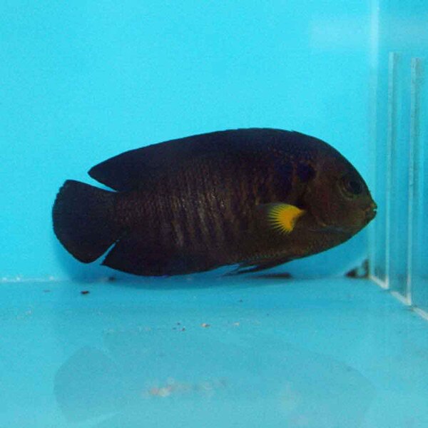 Yellowfin Pygmy Angel - Centropyge flavipectoralis| thatpetplace.com