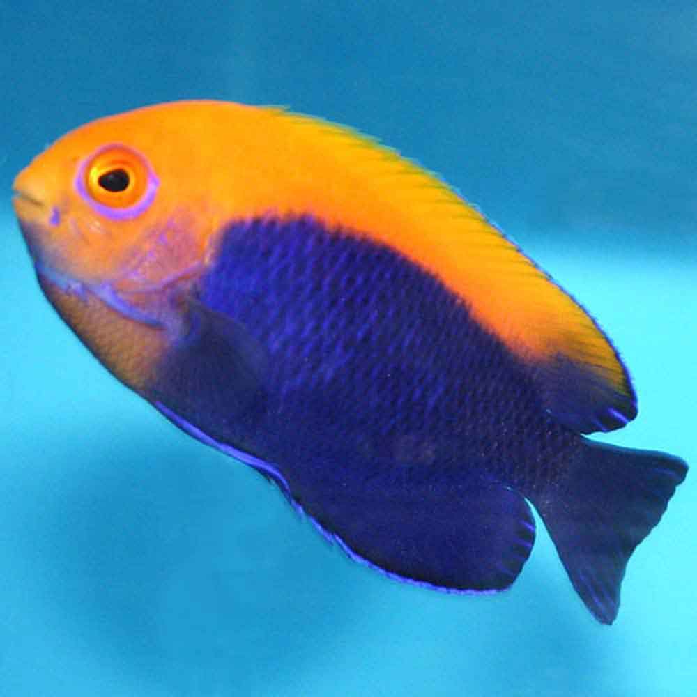 Flameback Pygmy Angel - Centropyge aurantonotus | ThatPetPlace.com