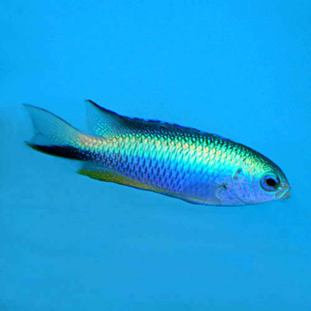 Allen's Damsel - Pomacentrus alleni | That Fish Place