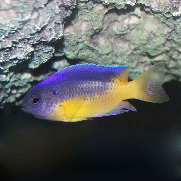 Yellow Belly Damsel - Pomacentrus auriventris