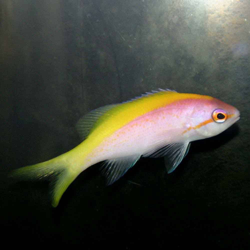 Yellowback Anthias - Pseudanthias evansi | ThatPetPlace.com