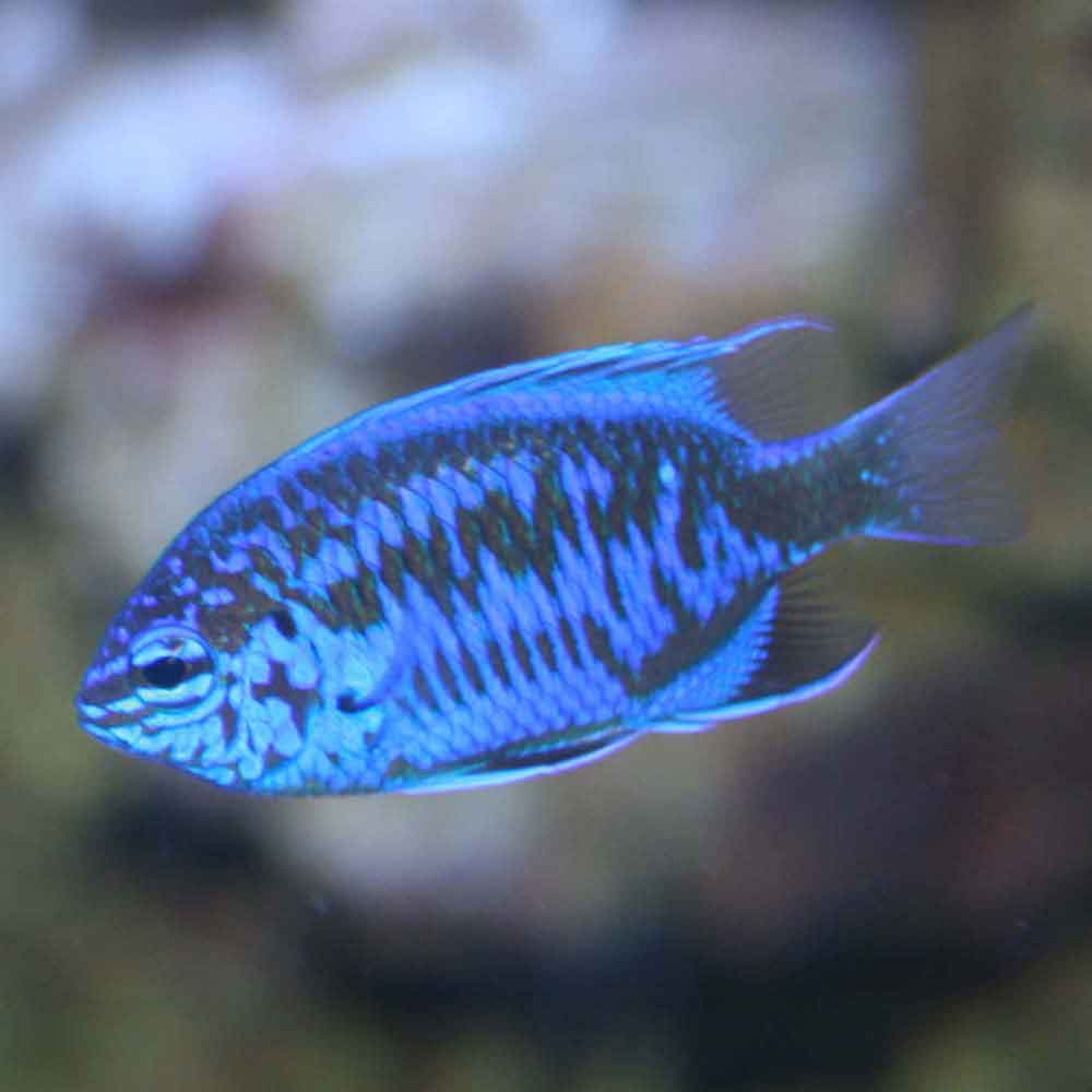 Springer's Damsel - Chrysiptera springeri