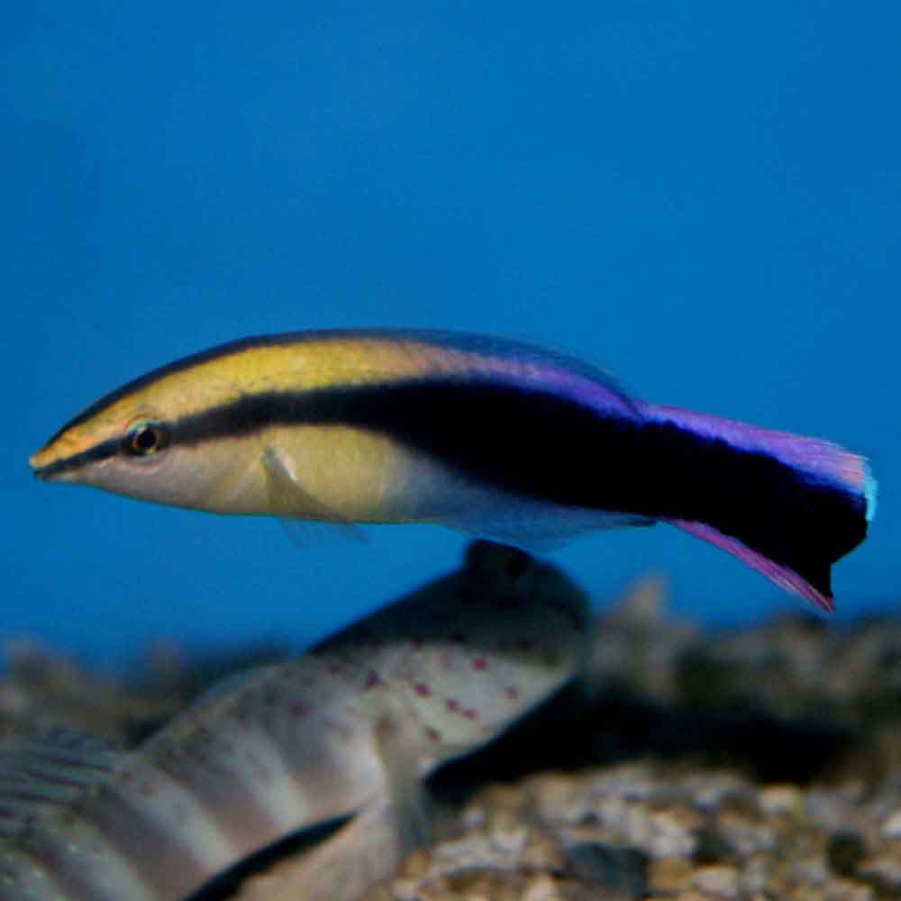 Hawaiian Cleaner Wrasse - Labroides phthirophagus