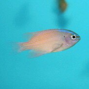 Damselfish - Chromis & Damsel Fish for Your Tank | thatpetplace.com.