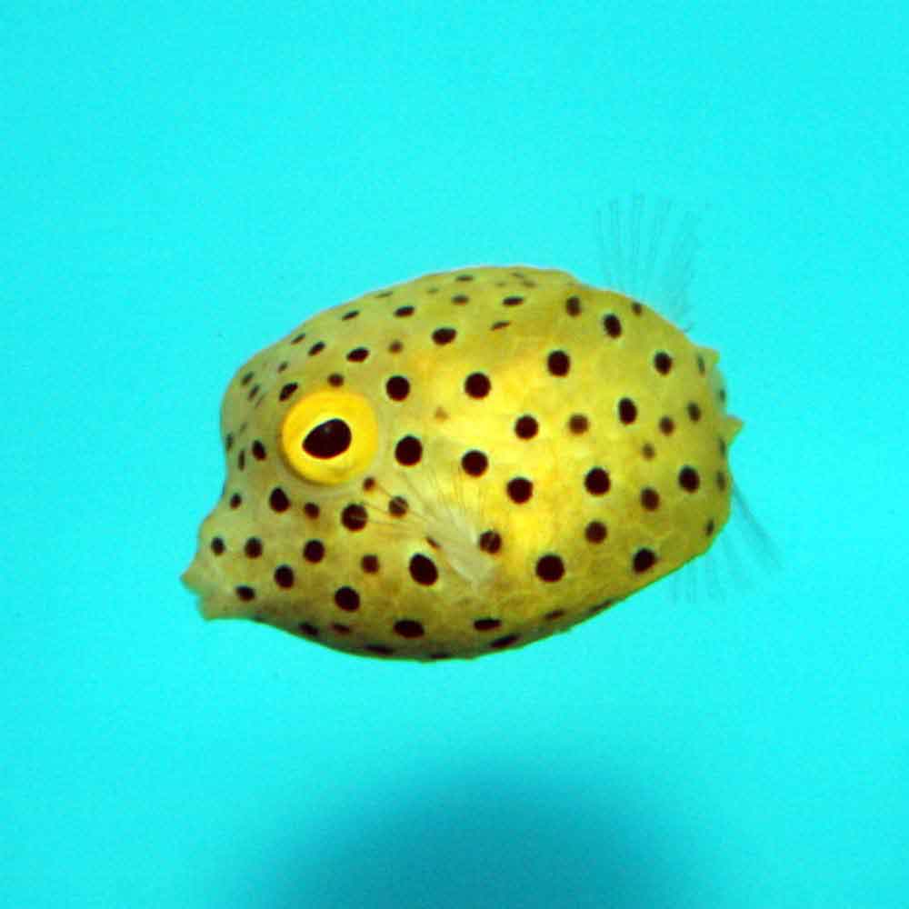 Cubicus Boxfish Care