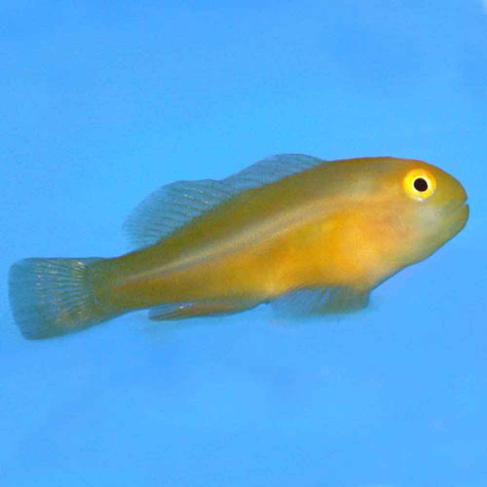 Yellow Clown Goby - Gobiodon okinawae - Small/Medium | ThatPetPlace.com
