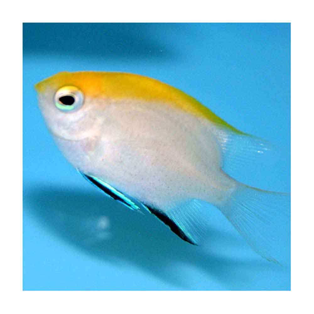 Blue Fin Damsel - Neoglyphidodon melas - Small Juvenile