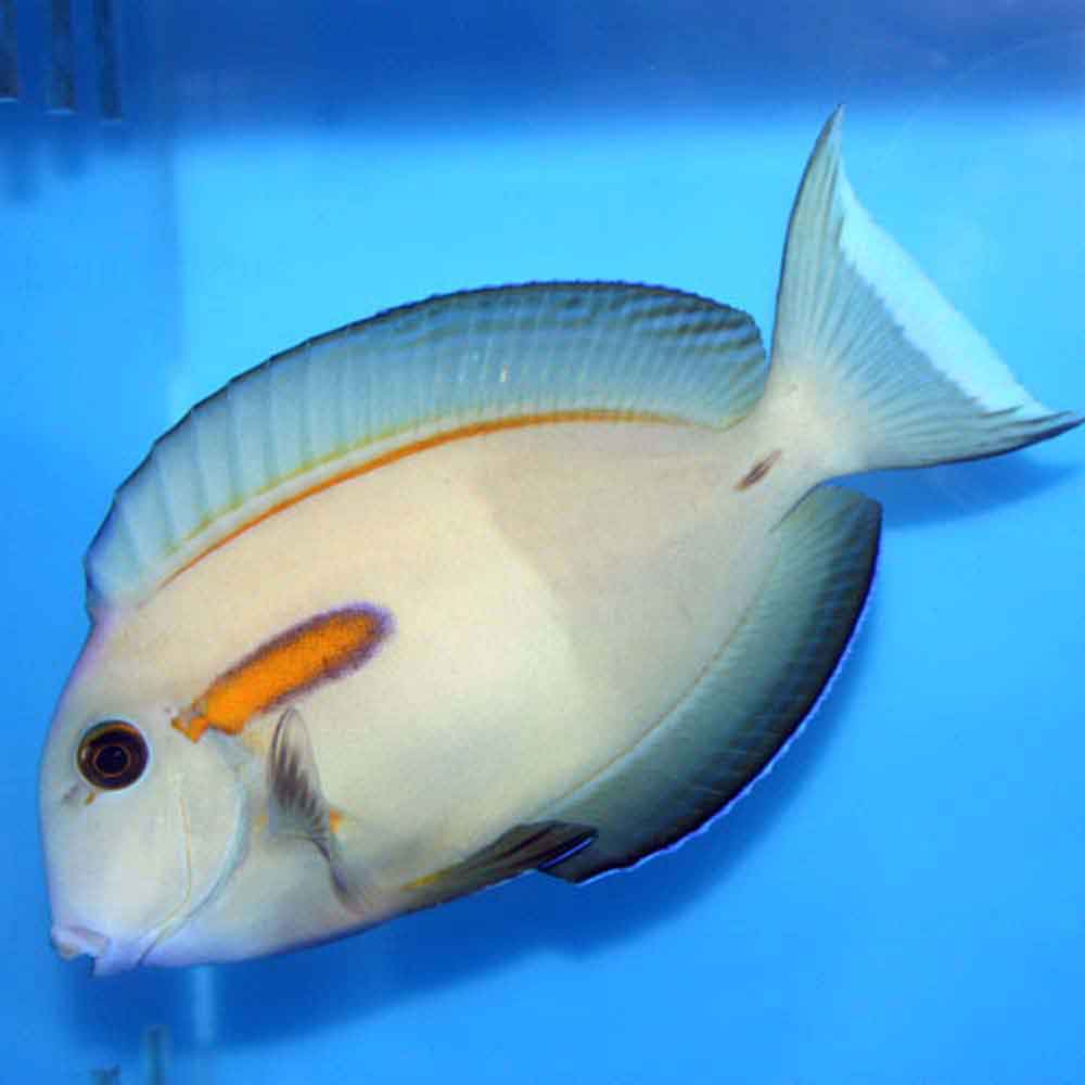 Orange Shoulder Tang - Acanthurus olivaceus - Small Adult