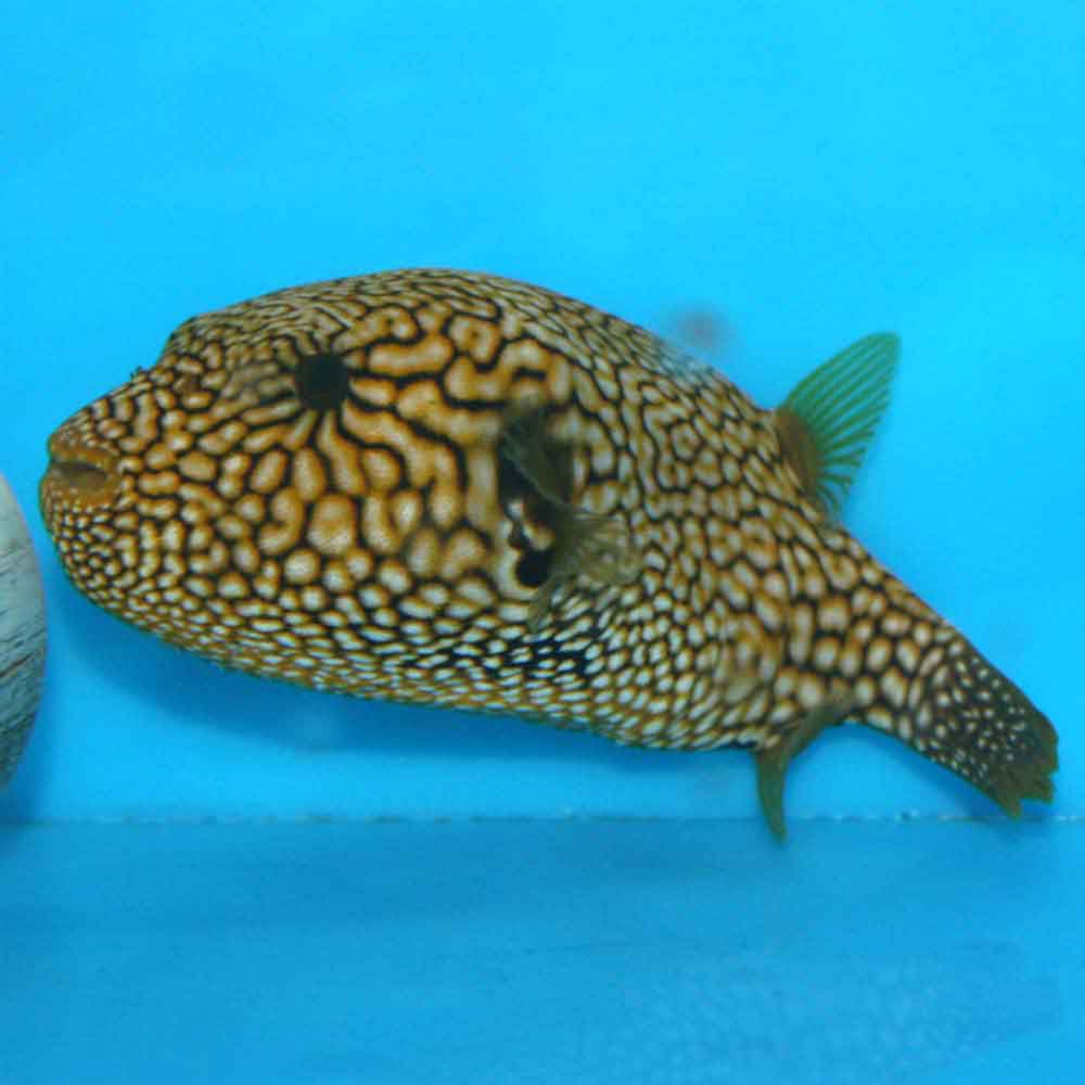 Map Puffer - Arothron mappa - Small/Medium | ThatPetPlace.com