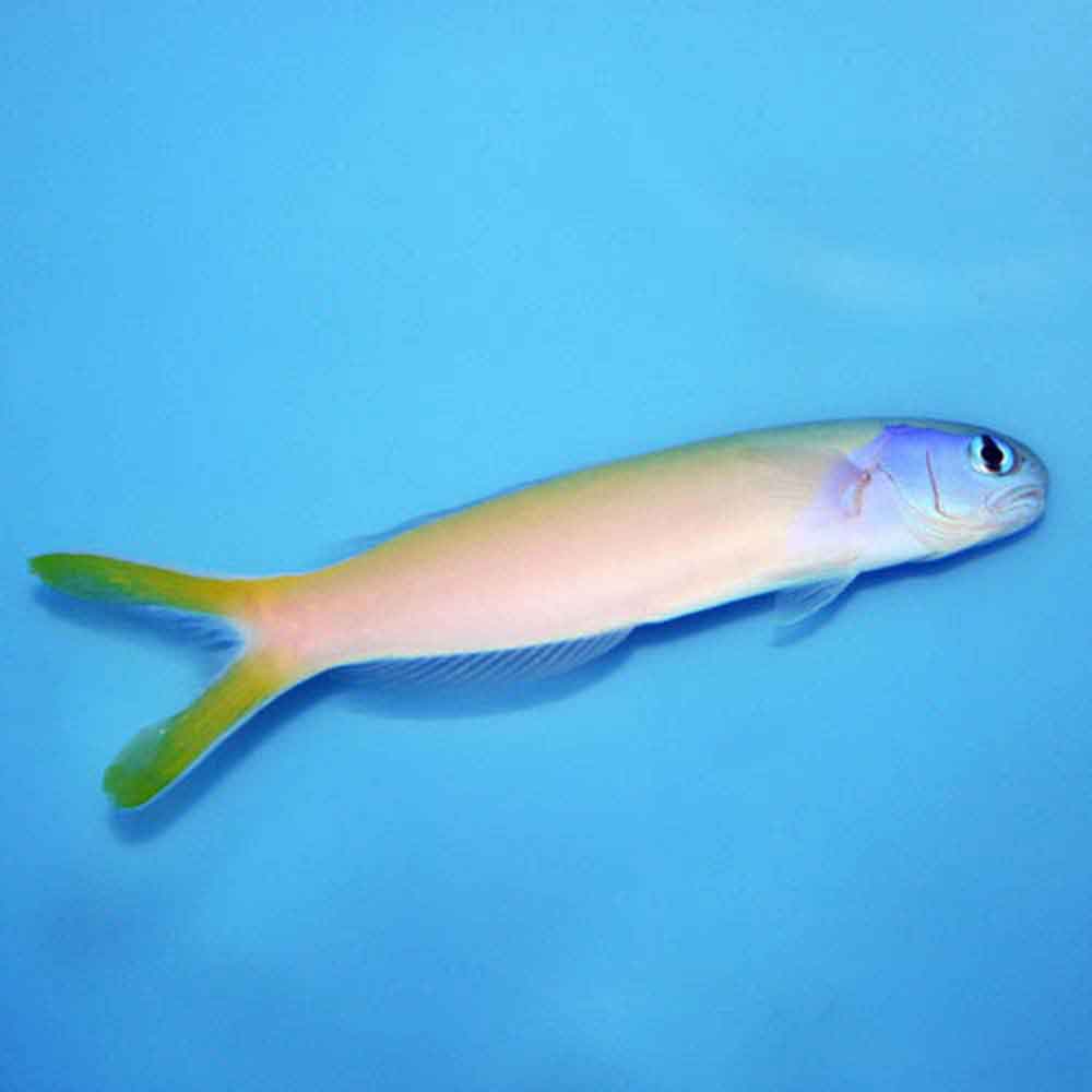 Starck's Tilefish - Hoplolatilus starcki - Small/Medium | ThatPetPlace.com