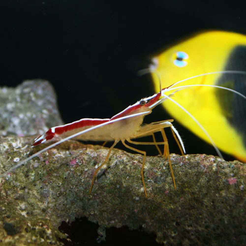 Skunk Cleaner Shrimp - Lysmata amboinensis - Small/Medium