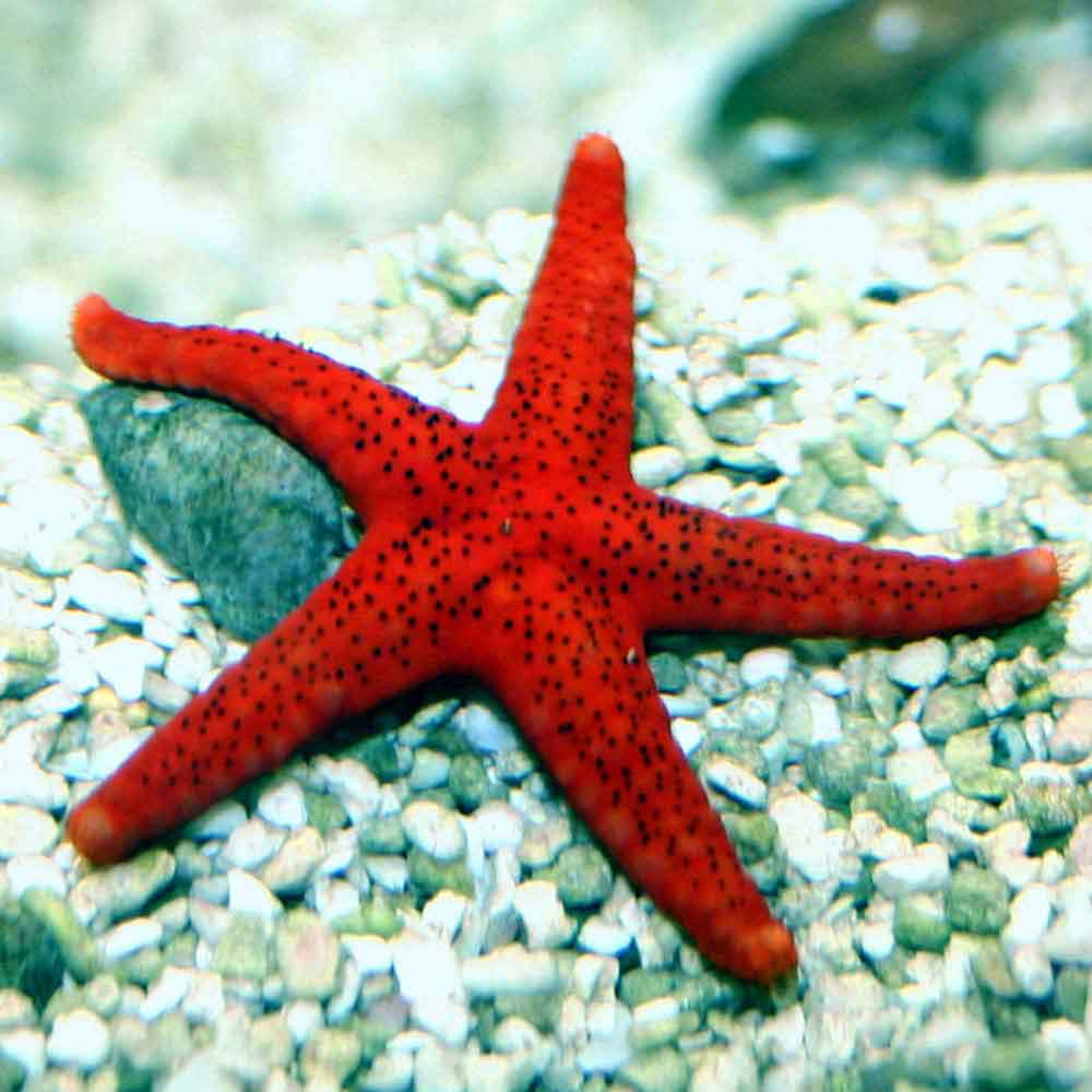 Red Reef Starfish - Fromia milleporella | ThatPetPlace.com